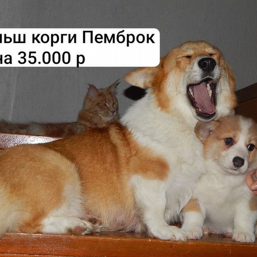 Щенок в добрые руки