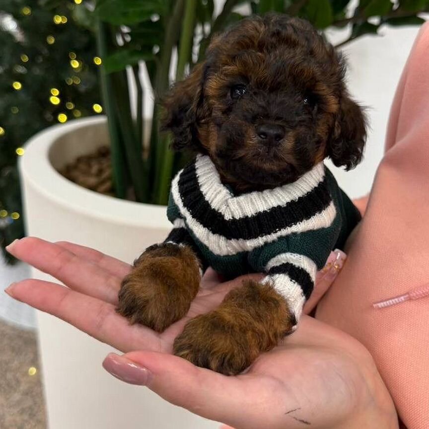 Той-пудель, щенок