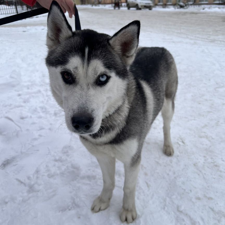 Сибирский хаски, щенок