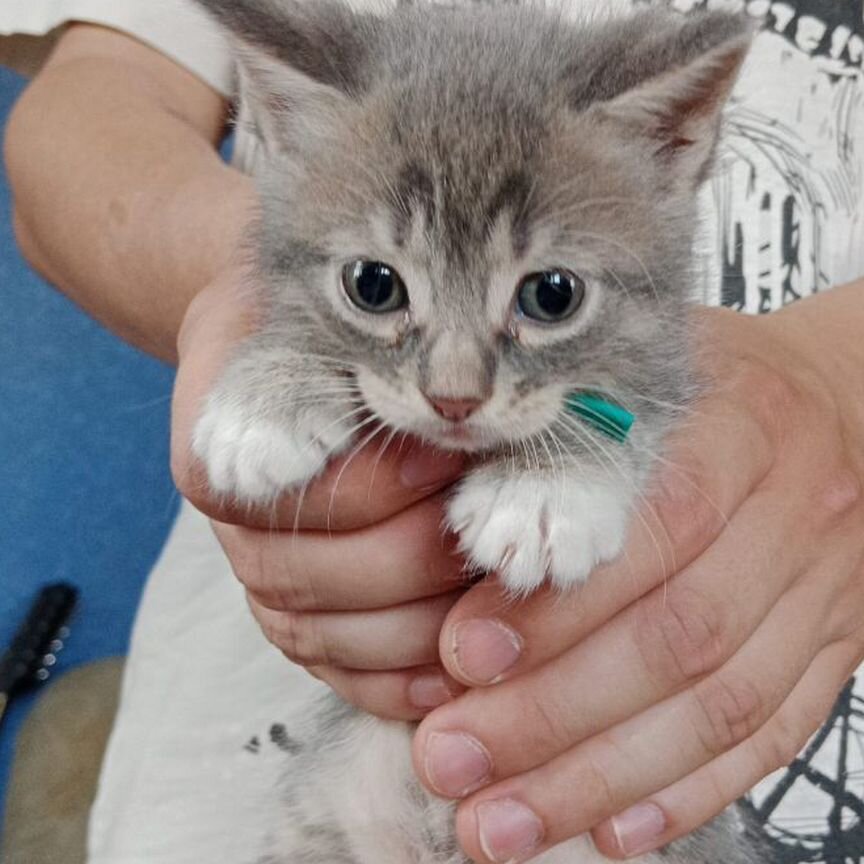 Котята в добрые руки бесплатно