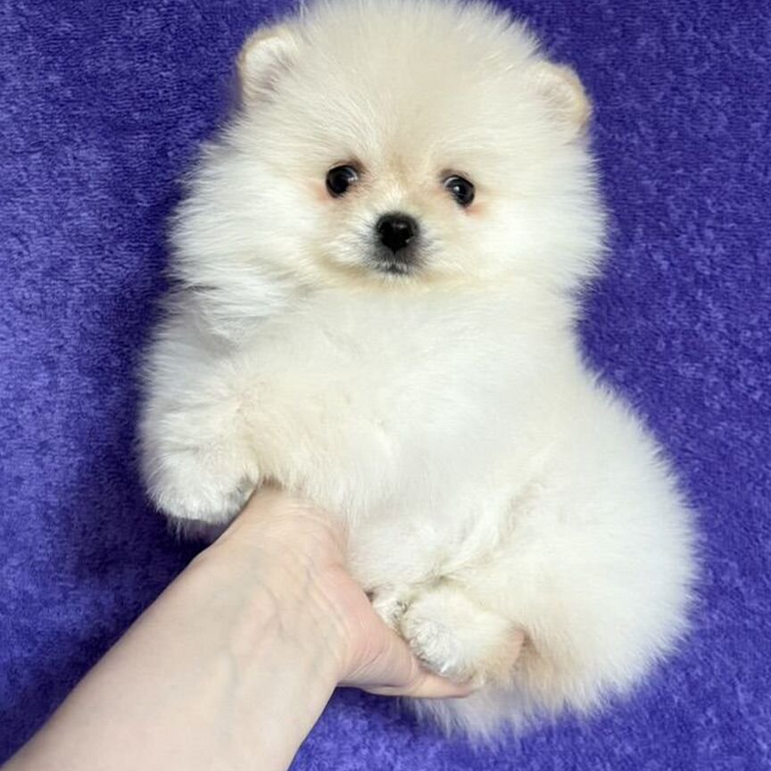 Померанский шпиц, щенок