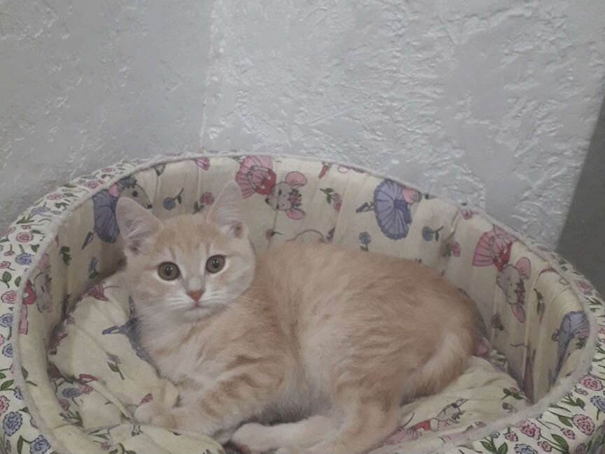 Котёнок окраса табби