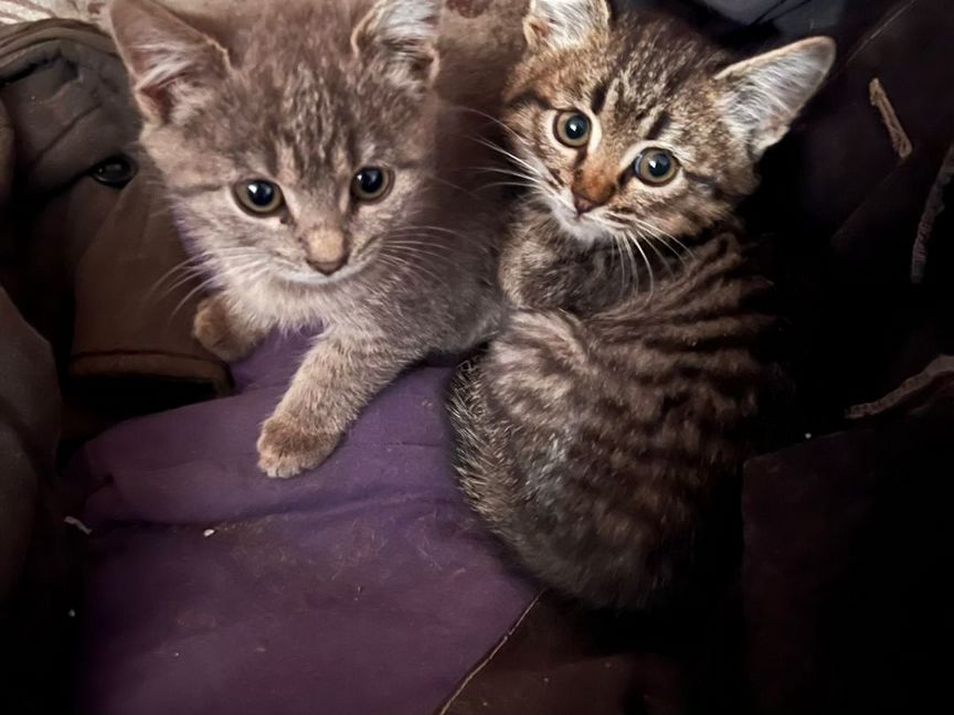 Котята в добрые руки даром бесплатно