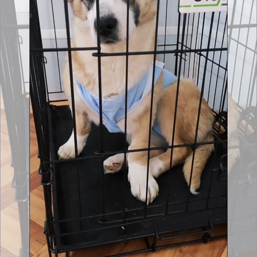 Щенок стерилизованный в добрые руки