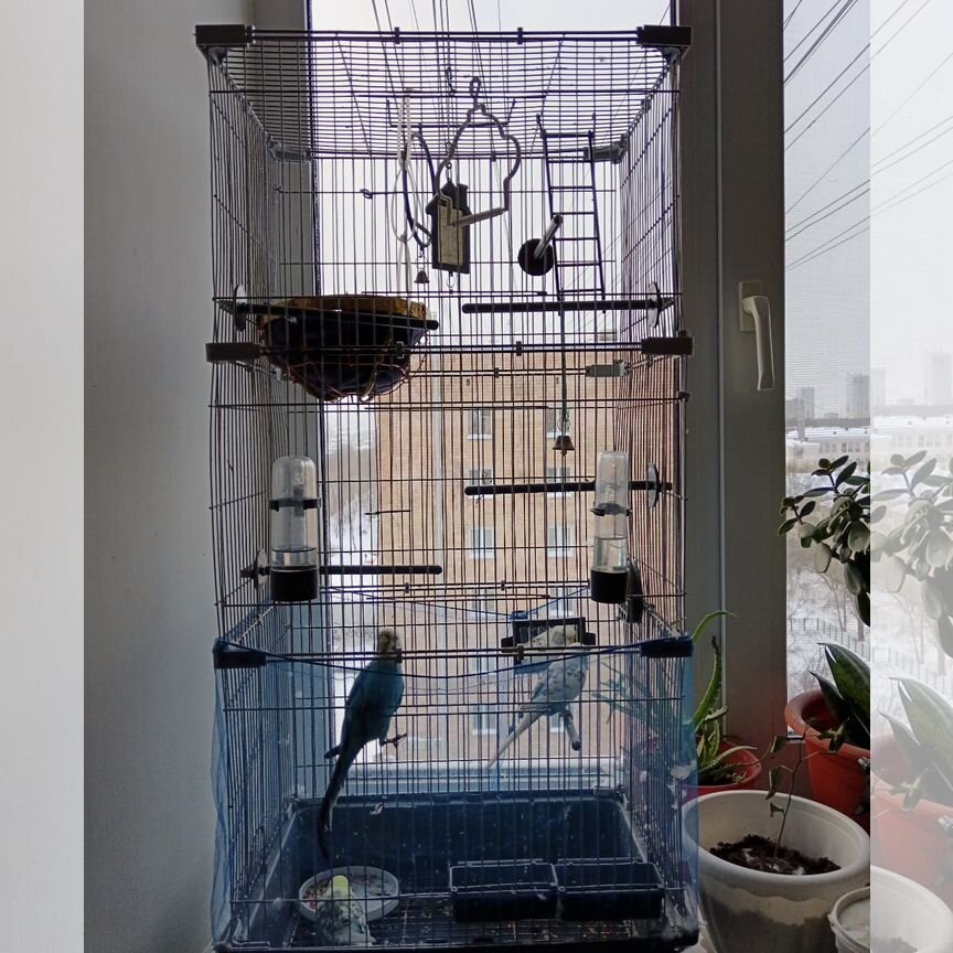 Волнистый попугай с клеткой