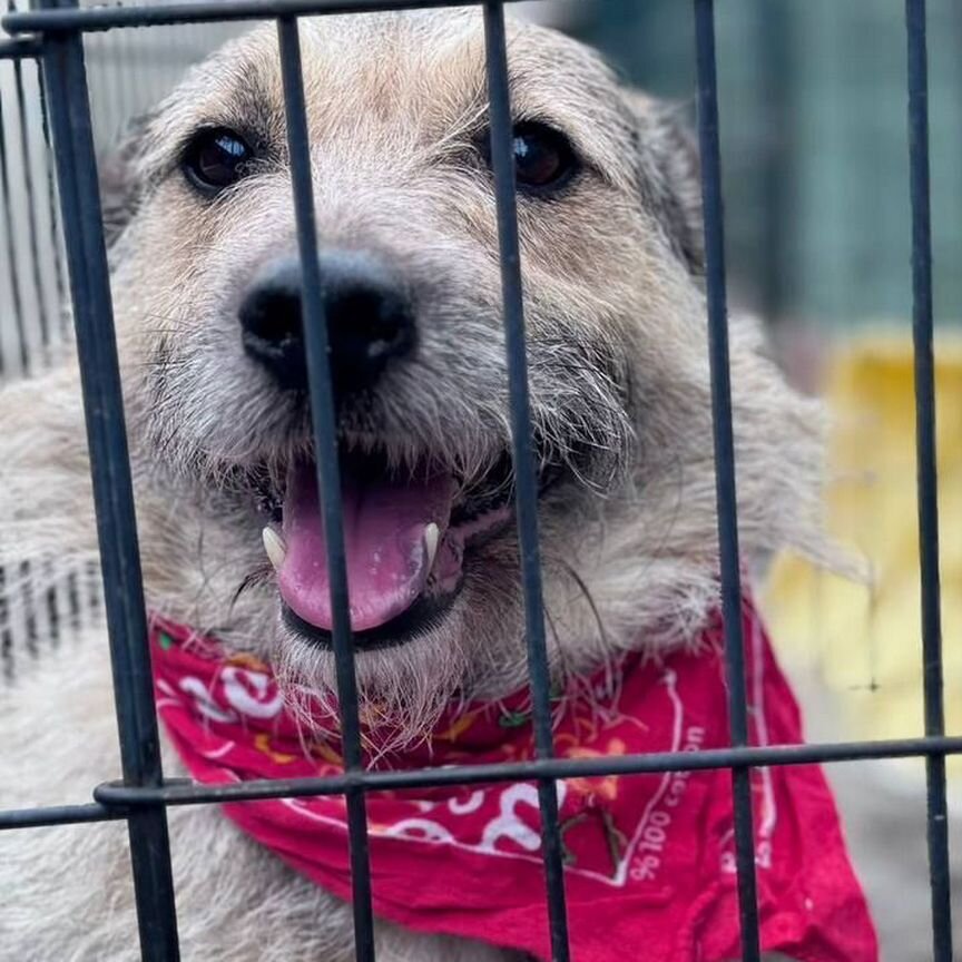 Добрый ласковый контактный пёс в самые добрые руки