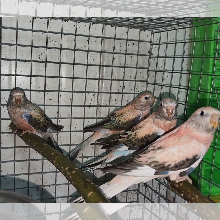 Попугай Баурка Розовобрюхая