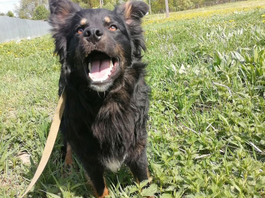 Отдам пса в добрые руки