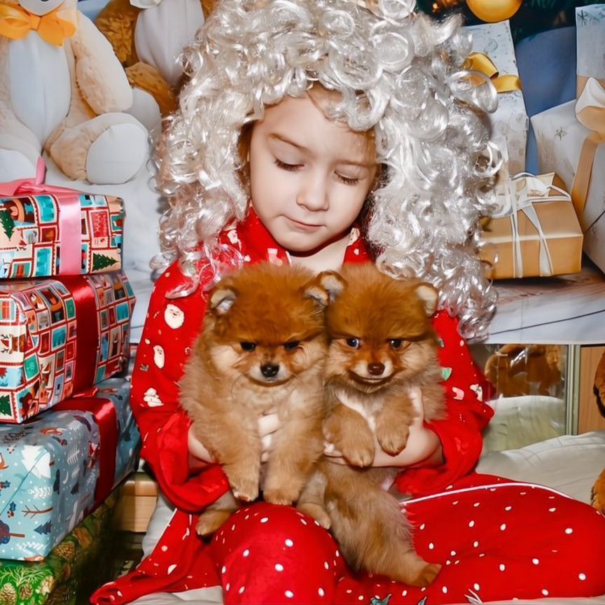 Померанский шпиц, щенок