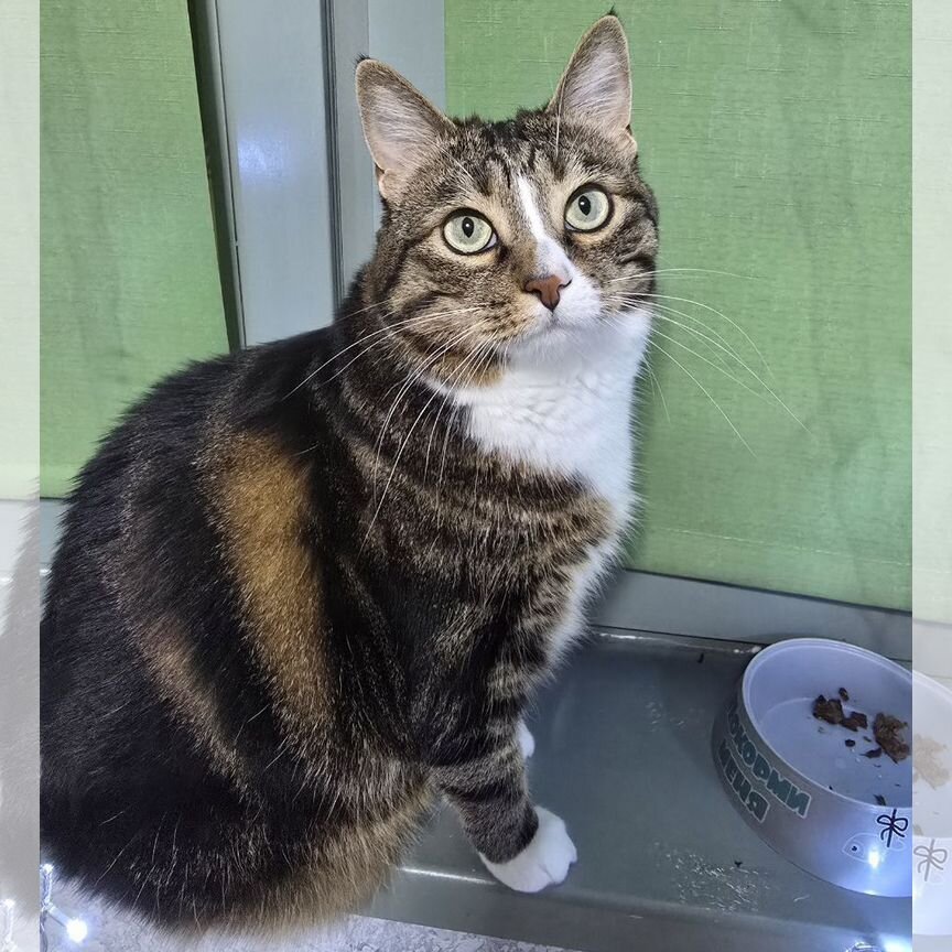 Курильский бобтейл короткошёрстный, взрослая кошка