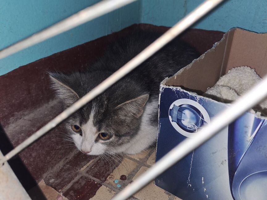 Котёнок подросток. Девочка. Подкинули в подъезд