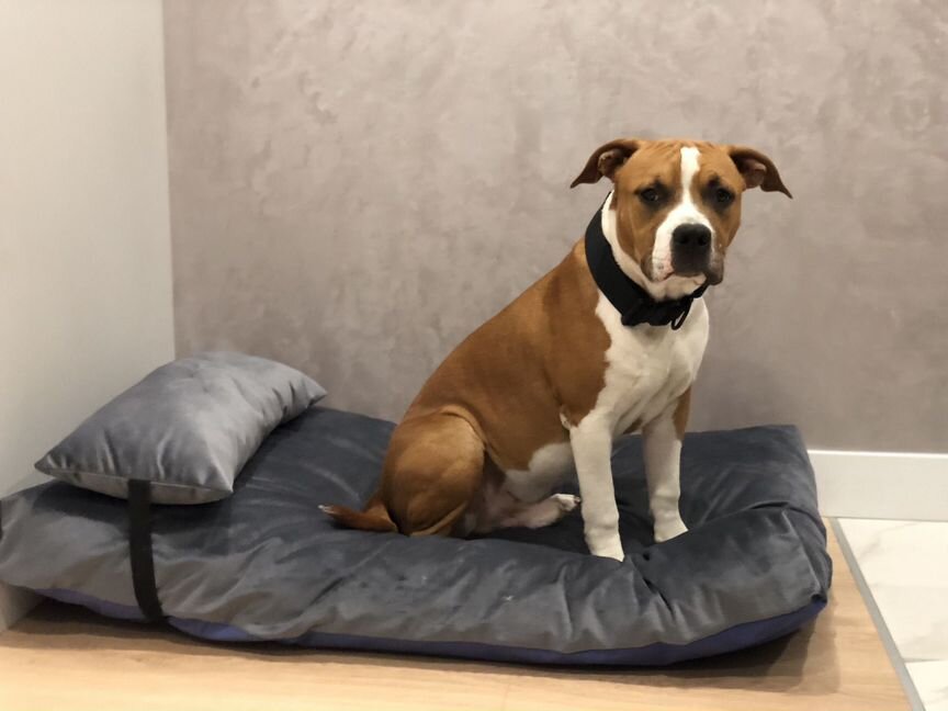 Американский стаффордширский терьер