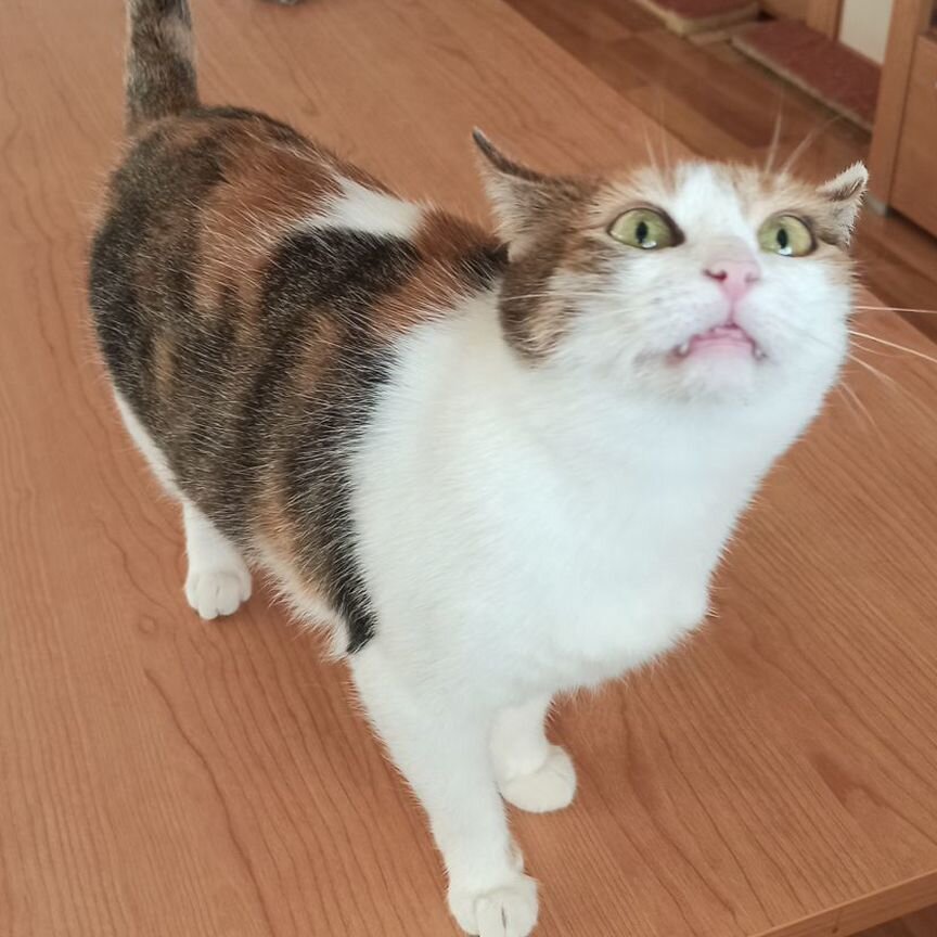 Трехцветная кошка молодая в добрые руки