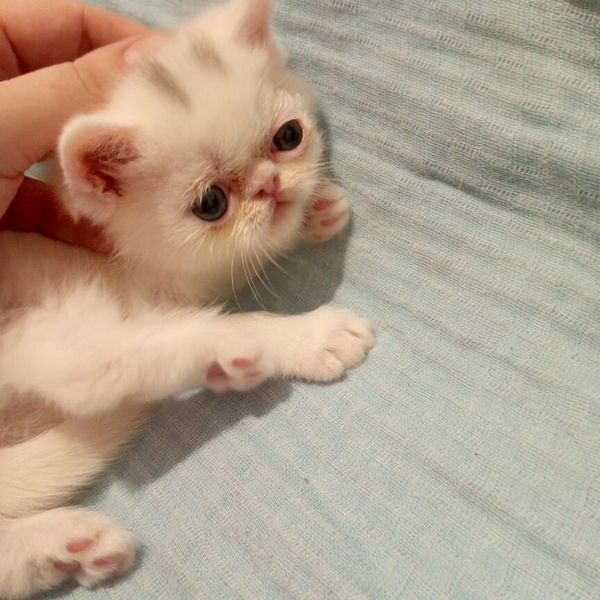 Котенок экзот