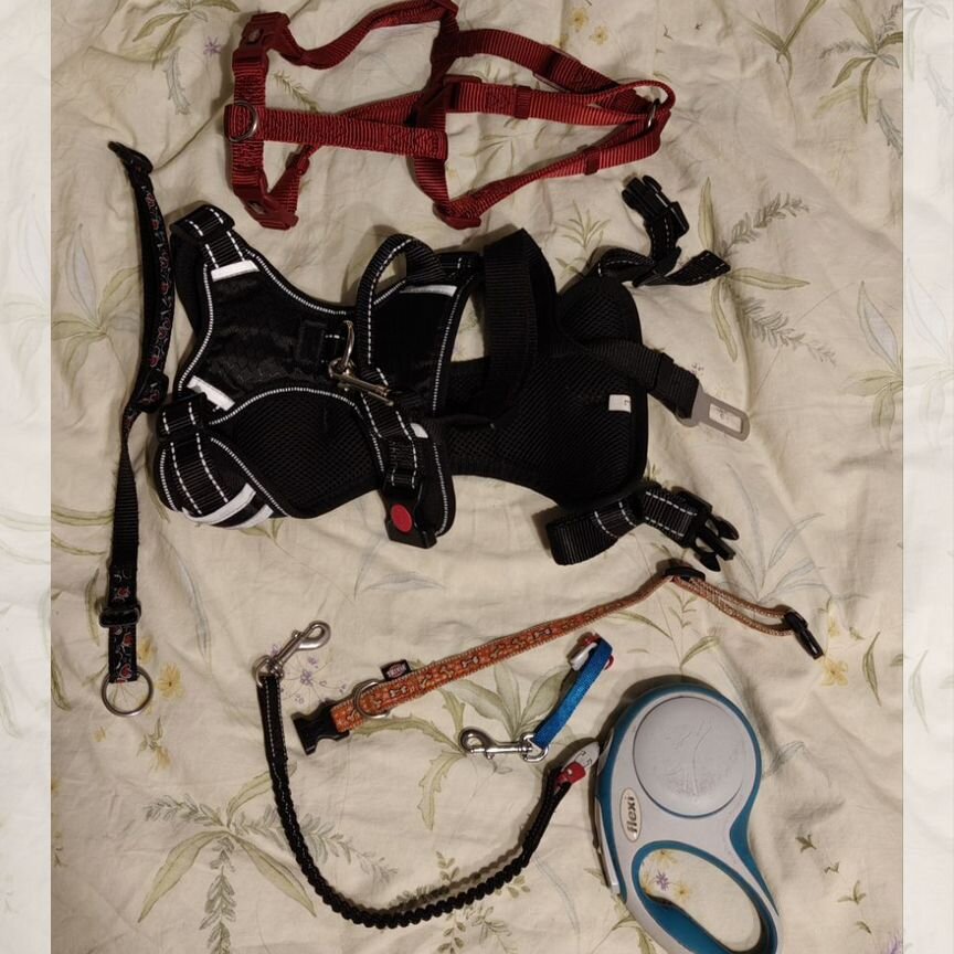 Шлейки и ошейники для собаки 4 шт