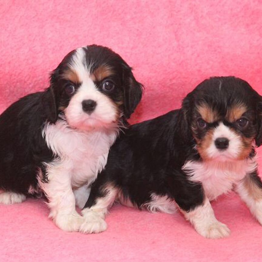 Кавалерчик И кавалерочка