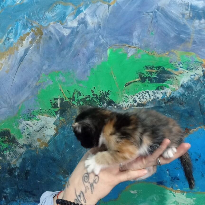 Котята