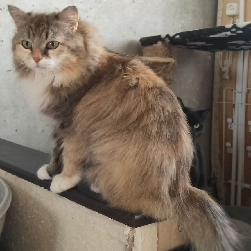 Взрослая, кошка в добрые руки