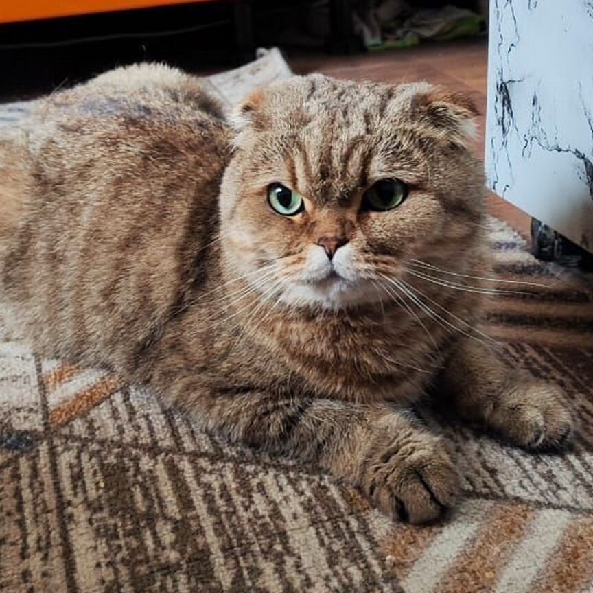 Отдам кота в добрые руки бесплатно