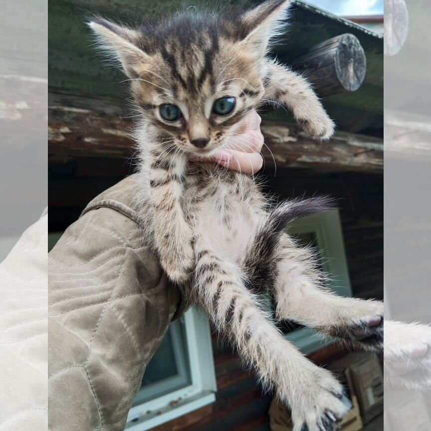 Котёнок в добрые руки