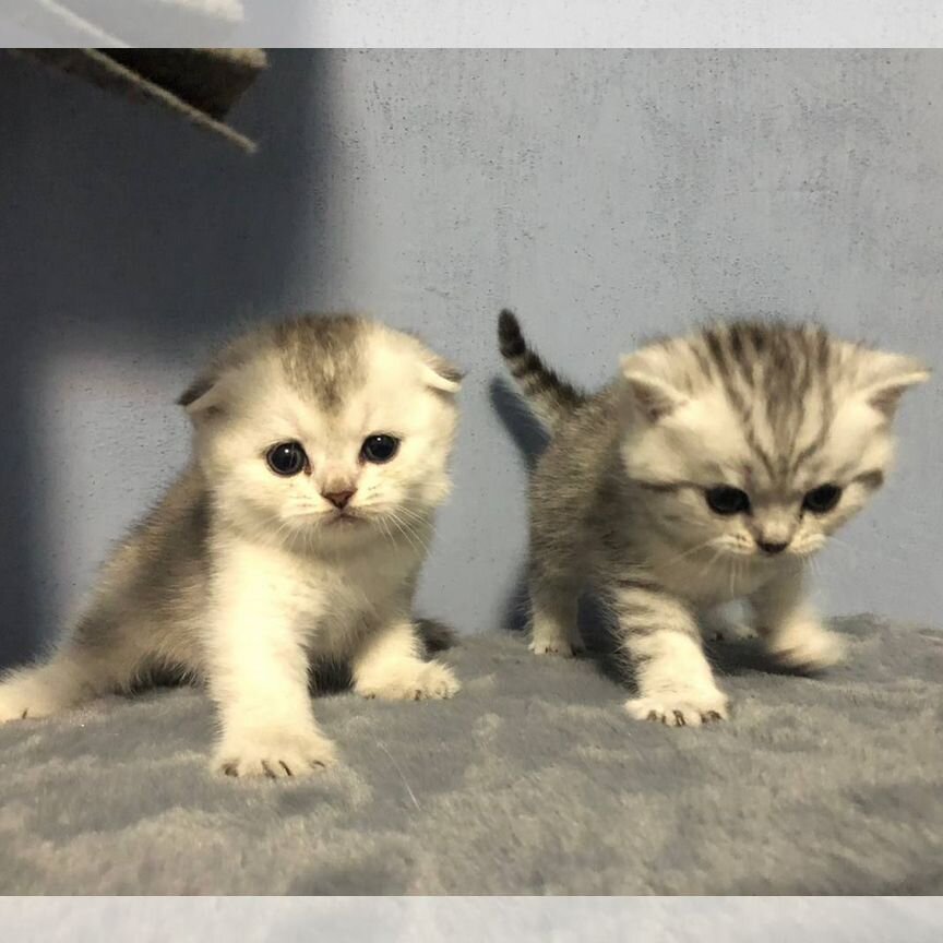 Шотландский вислоухий короткошёрстный котёнок