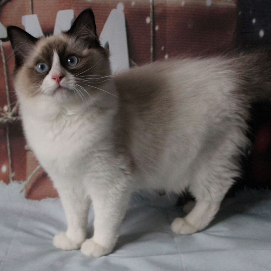Котёнок породы Ragdoll (котик)