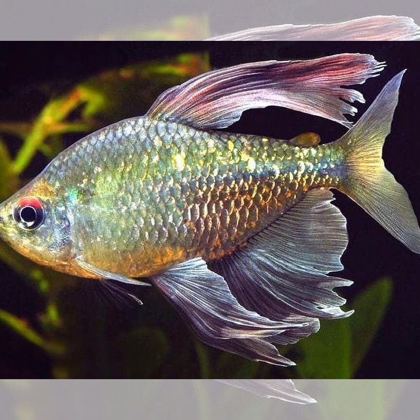 Аквариумные рыбы подростки