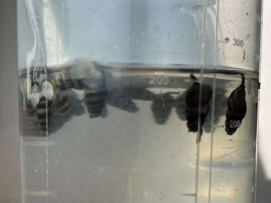 Улитки Хелена - 25+ штук