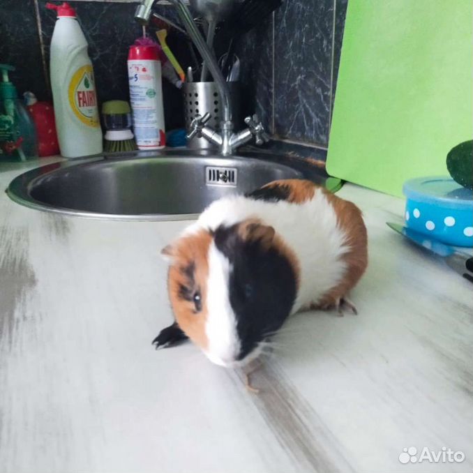 Морская свинка девочка