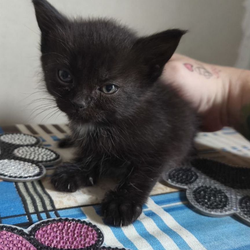 Котёнок в добрые руки
