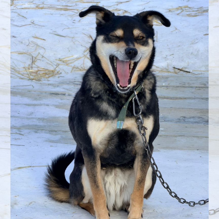 Взрослая собака в добрые руки