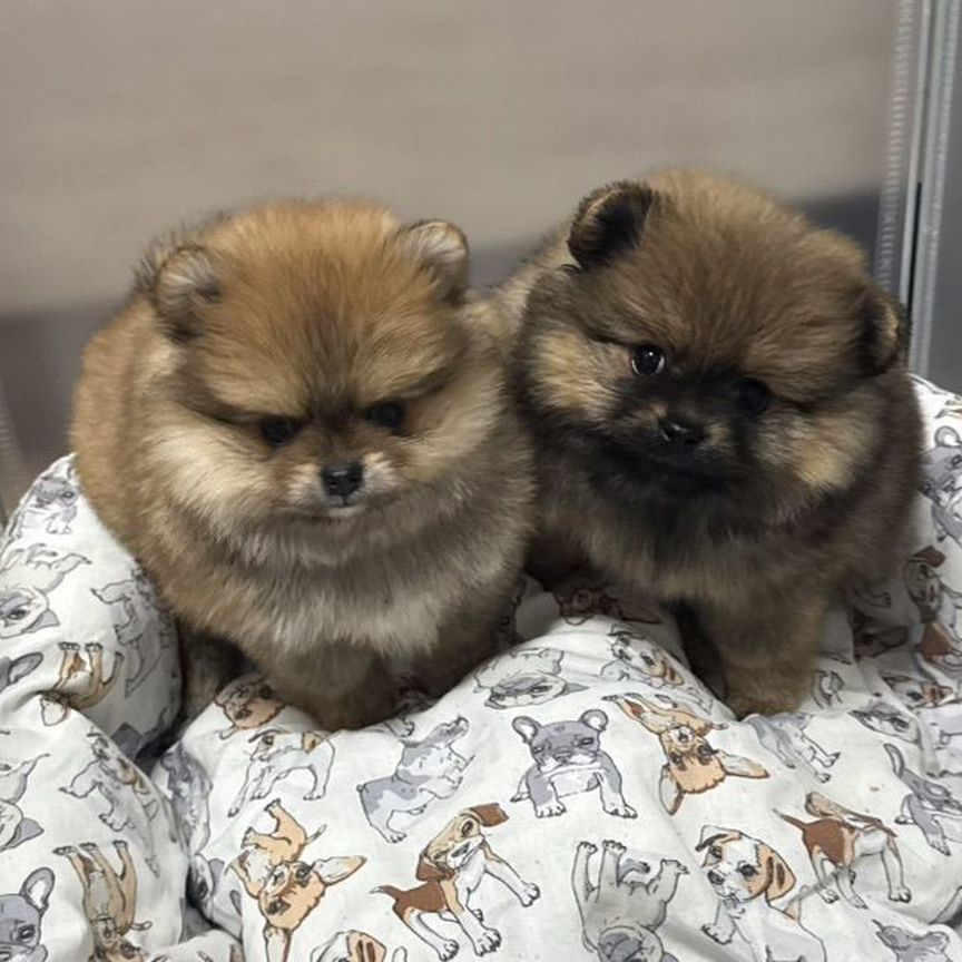 Померанский шпиц, щенок