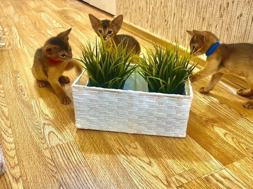 Абисинские котята