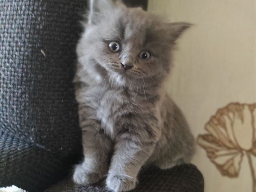 Котята