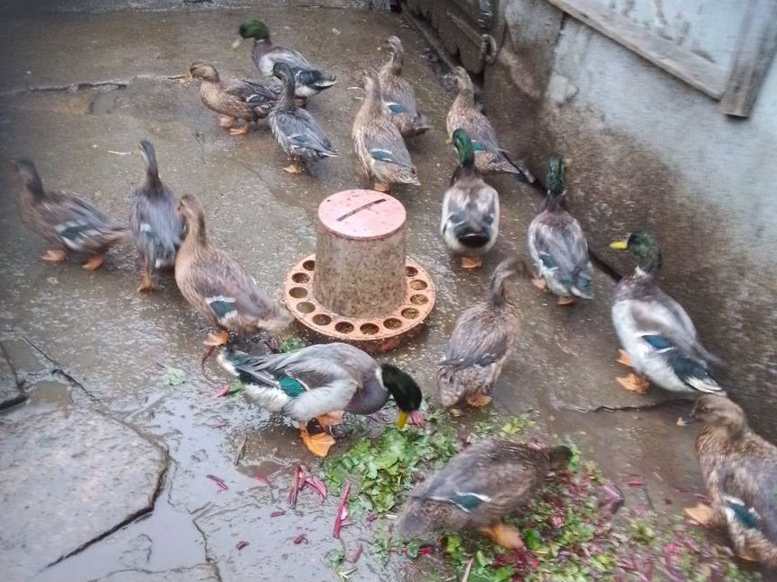 Подсадные утки