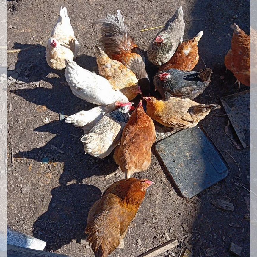 Курочки несушки