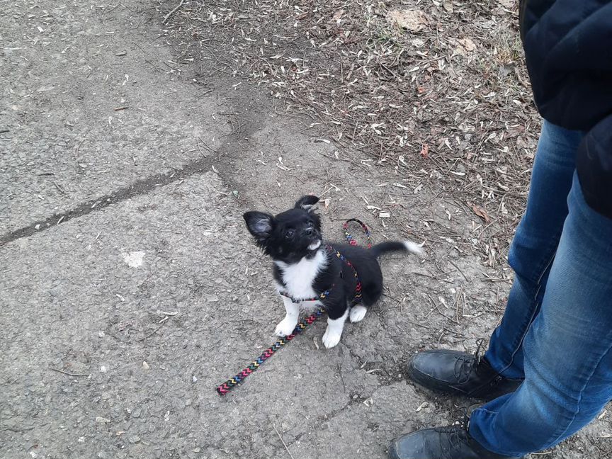 Собаки бесплатно в добрые руки