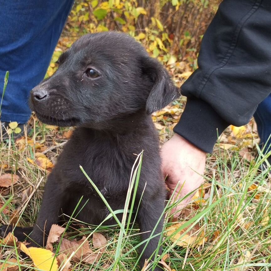 Щенок в добрые руки