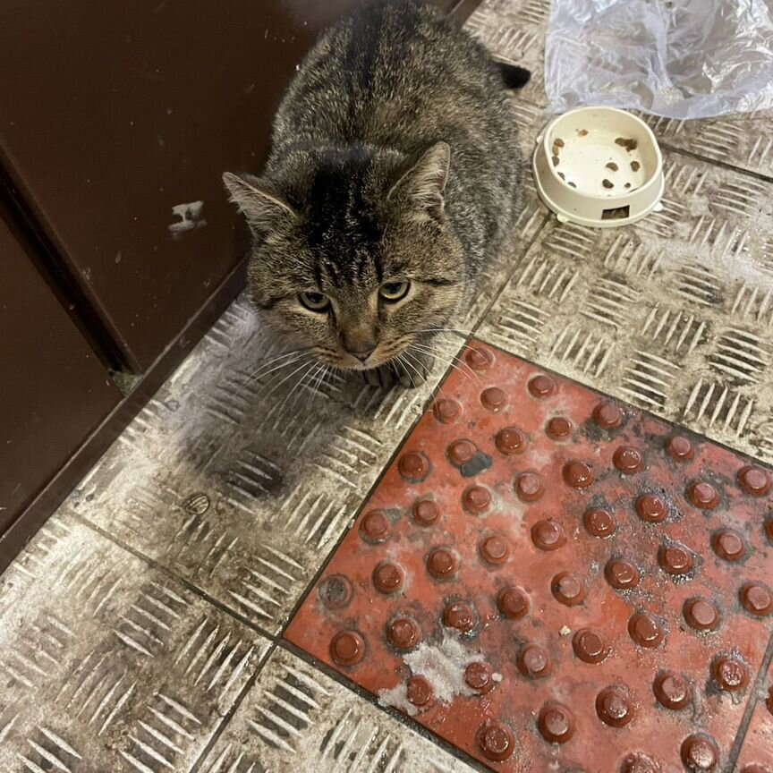 Кошка