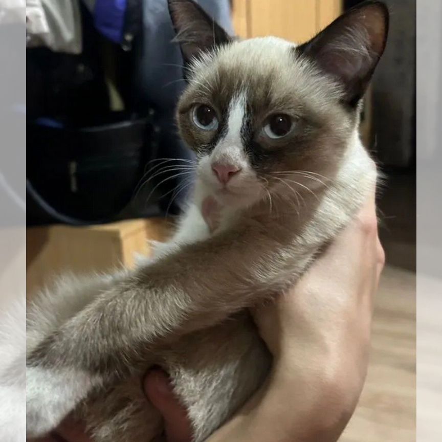 Сиамский котёнок