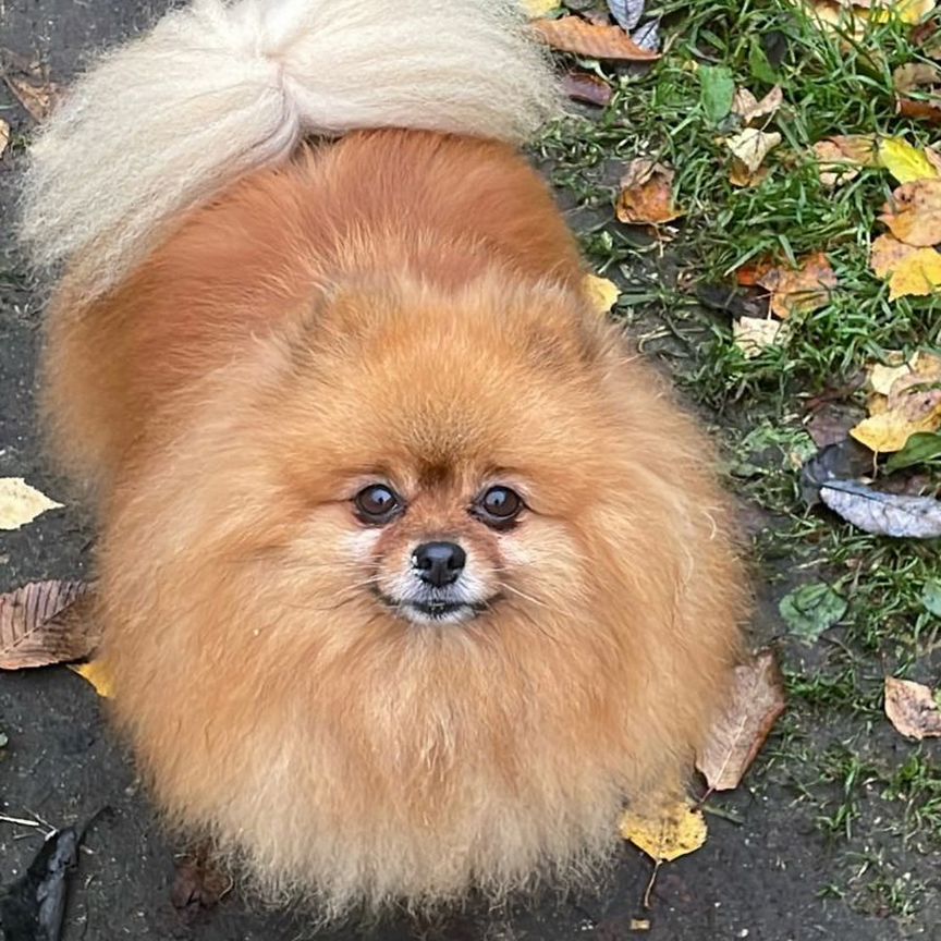 Померанский шпиц, щенок