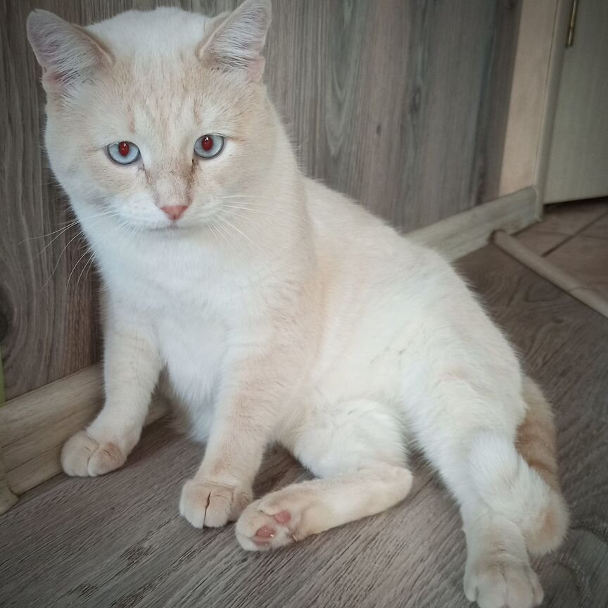 Взрослый кот в добрые руки