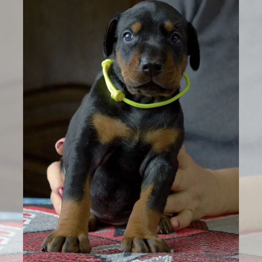 Доберман, щенок