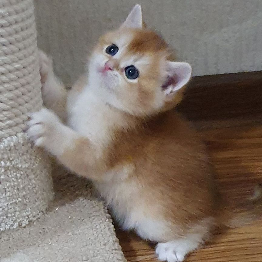 Золотая шиншилла девочка