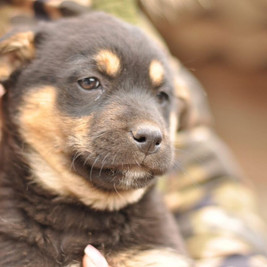 Щенки ищут дом