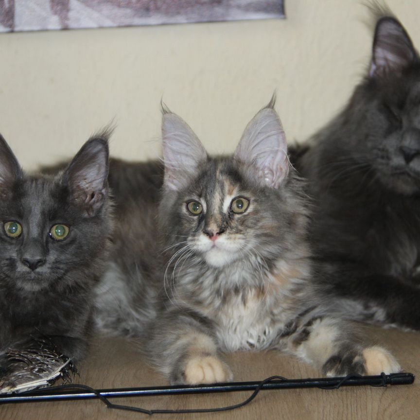 Породные котята мейн-кун