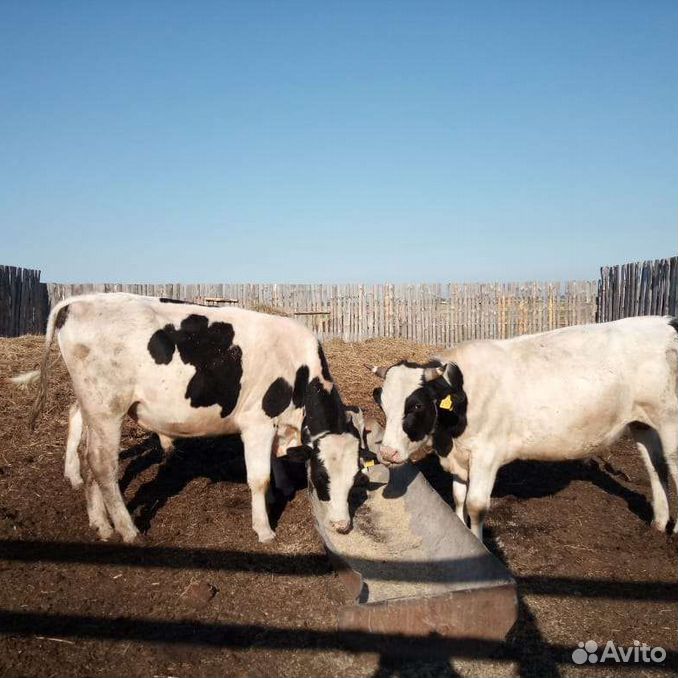 Быки на племя Голштинской породы немецкая линия