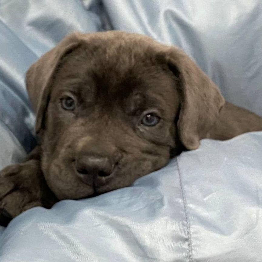 Продаем щенка