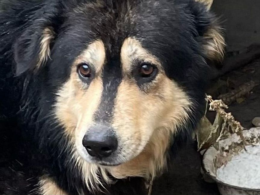 Мишку оставили одного в деревне