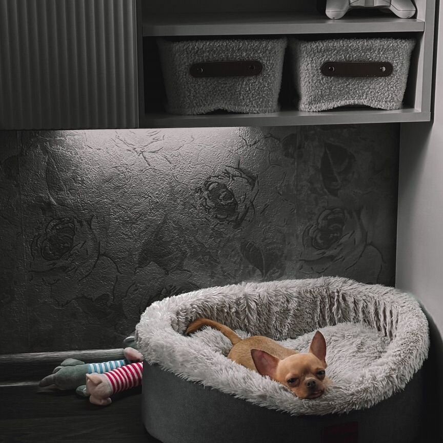 Чихуахуа, взрослый пёс